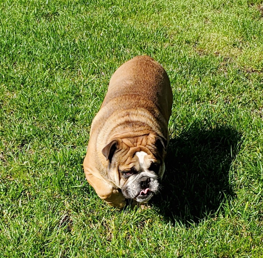 English Bulldog Males & Females for Sale in Oklahoma | S & J English ...