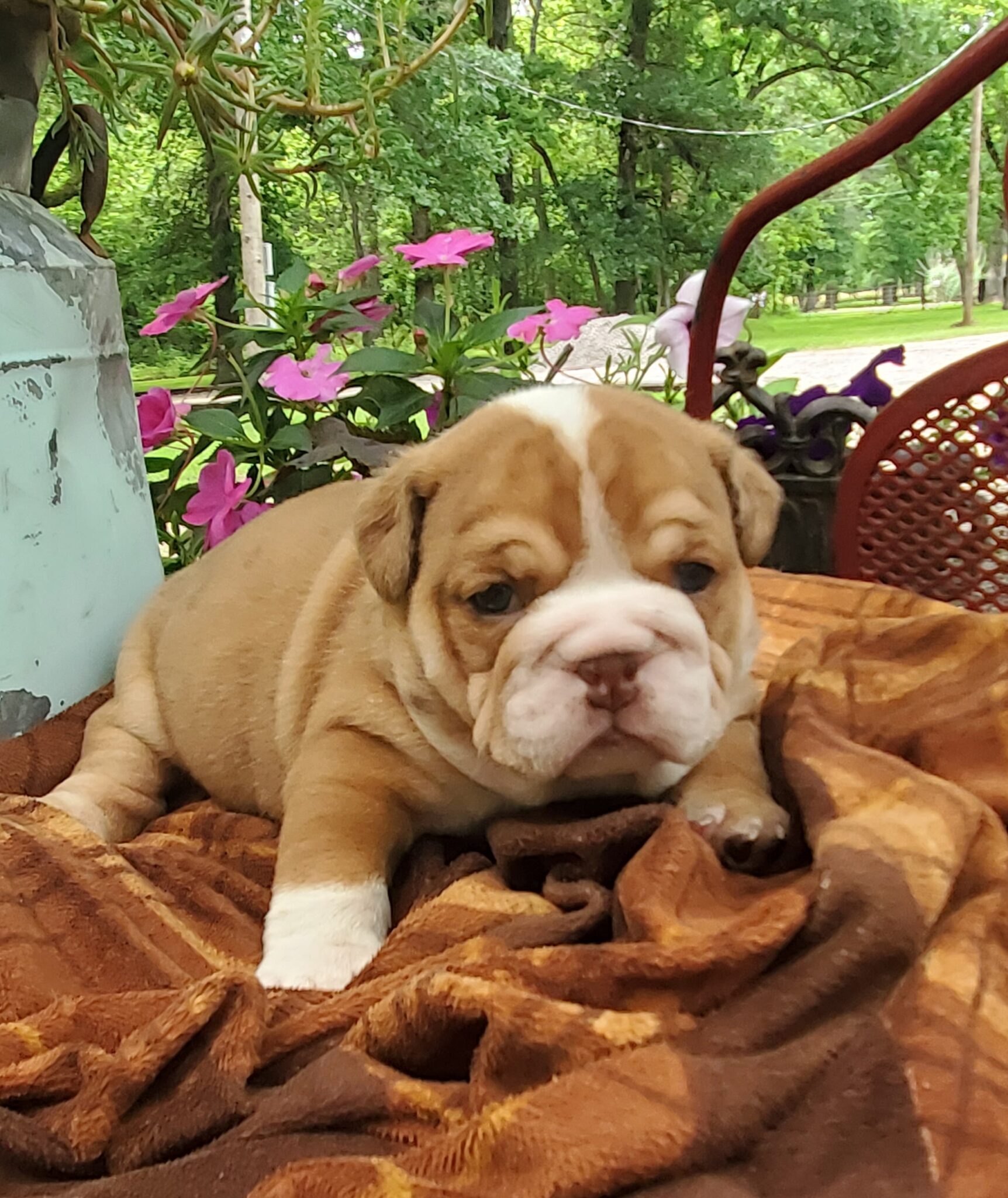 AKC English Bulldog Puppy Breeder | S & J English Bulldogs