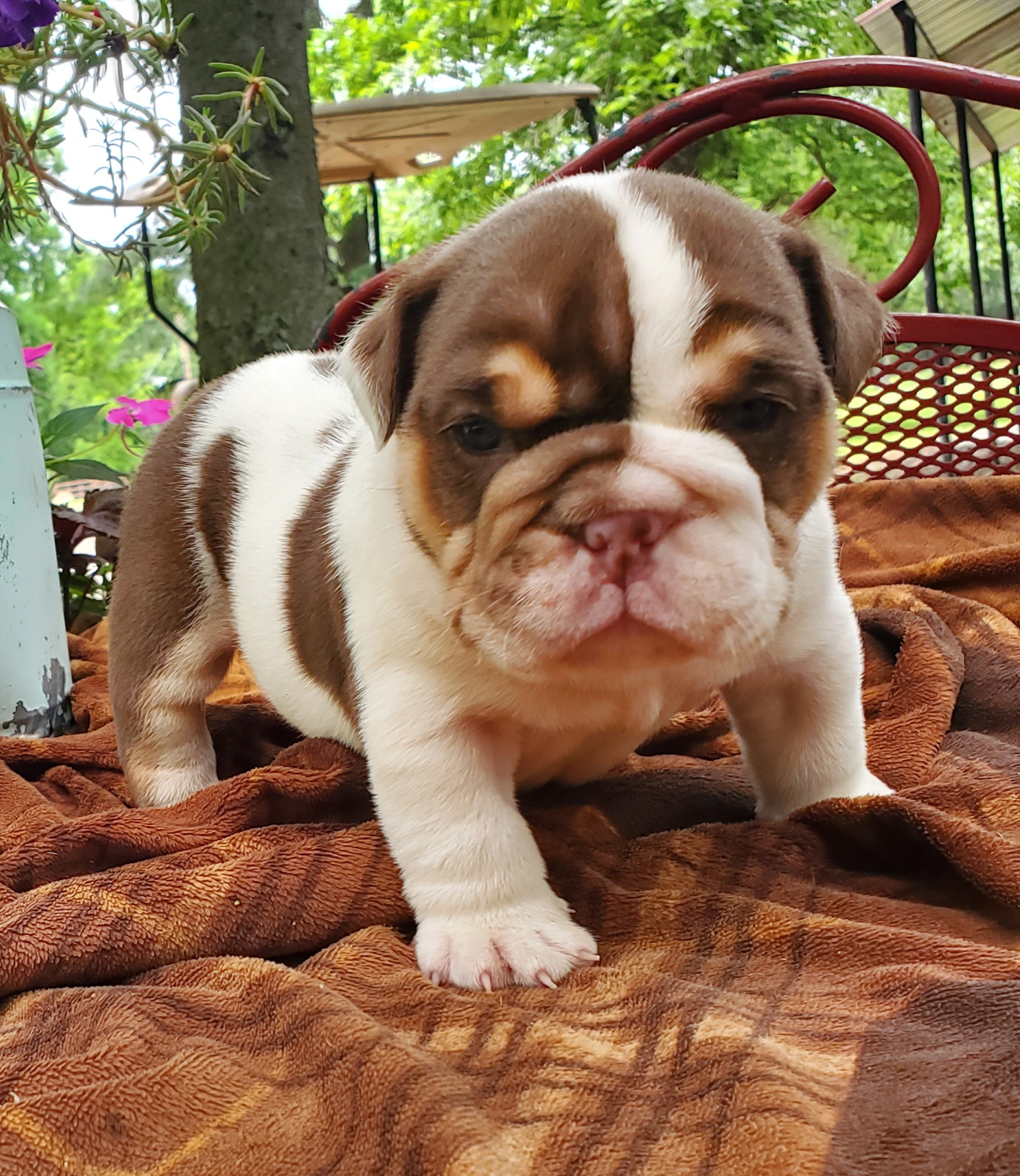 AKC English Bulldog Puppy Breeder | S & J English Bulldogs