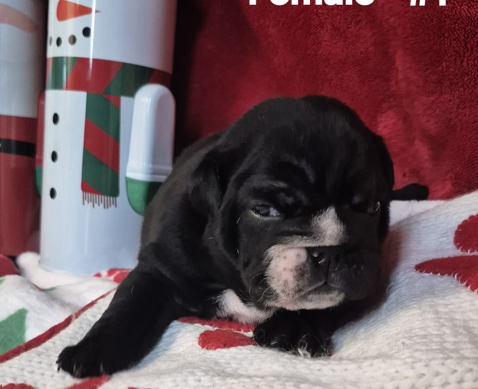 Bessie is jet black with white markings - S & J English Bulldogs