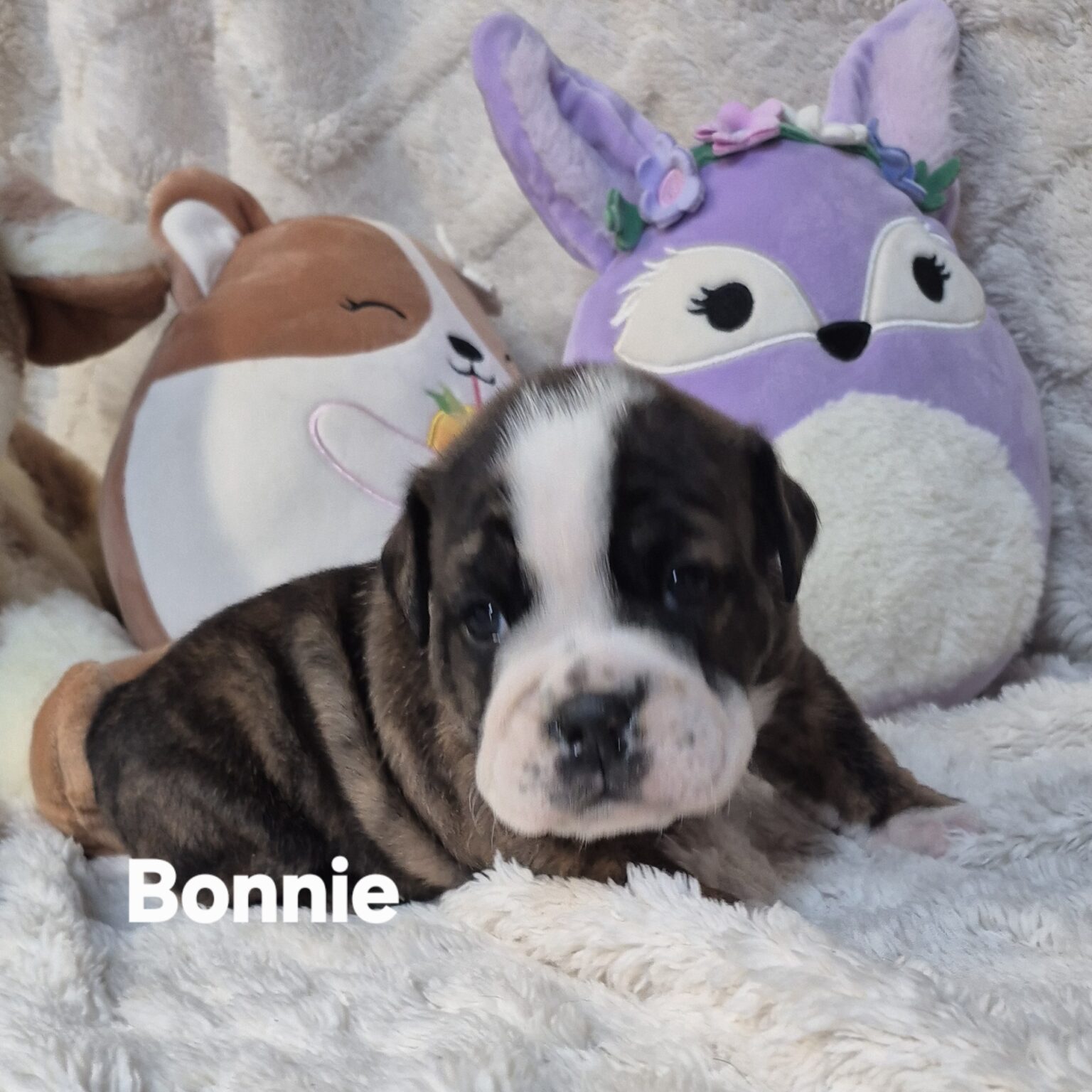 Bonnie - S & J English Bulldogs
